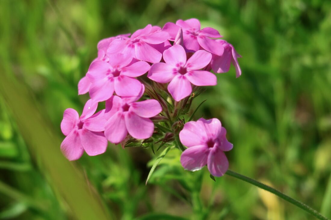 PHOTOS: Akin Prairie Wildflower Walk | News, Sports, Jobs - Lawrence ...